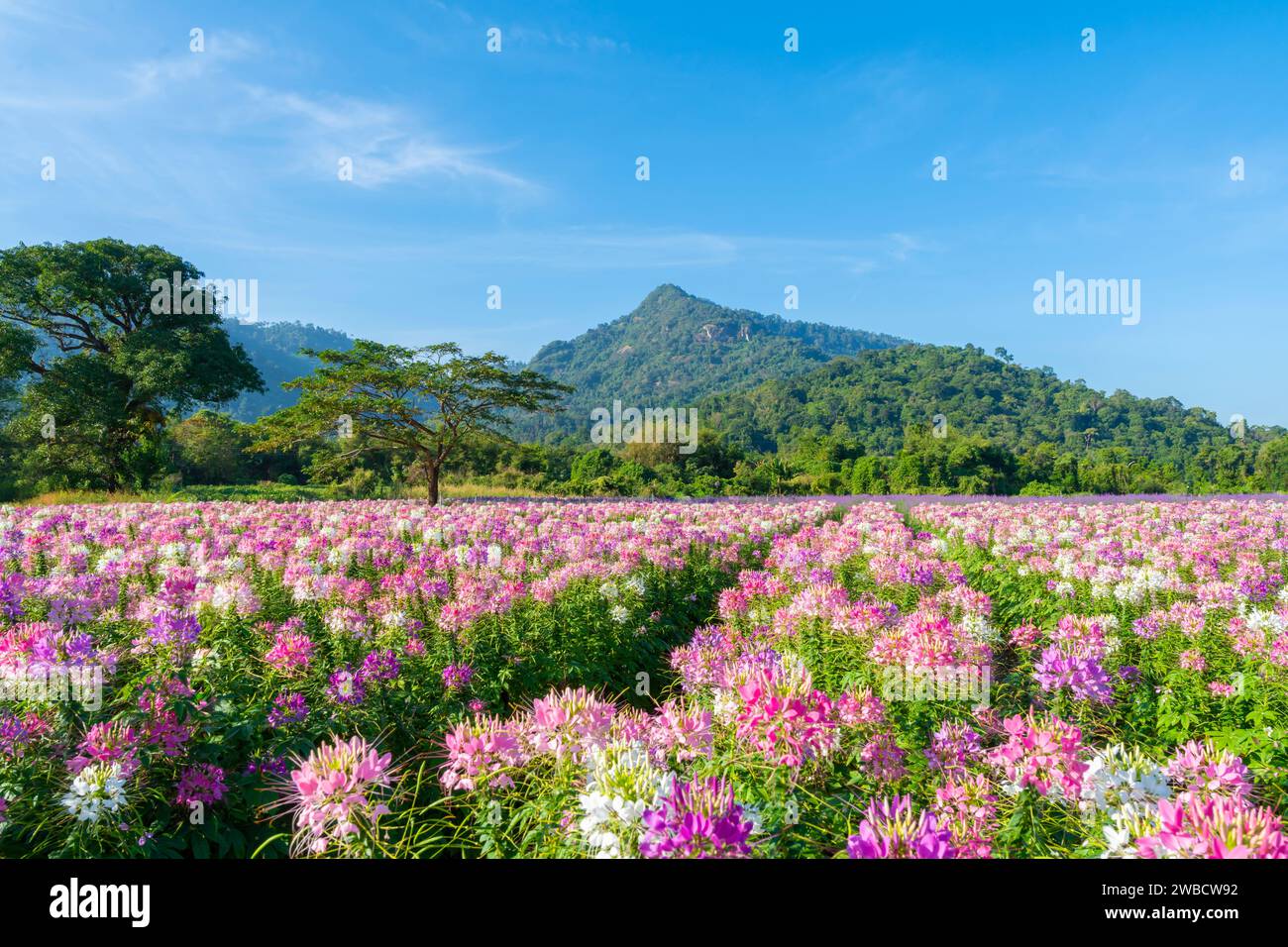 Beautiful colorful spider flowers blossom in the flower field and big ...
