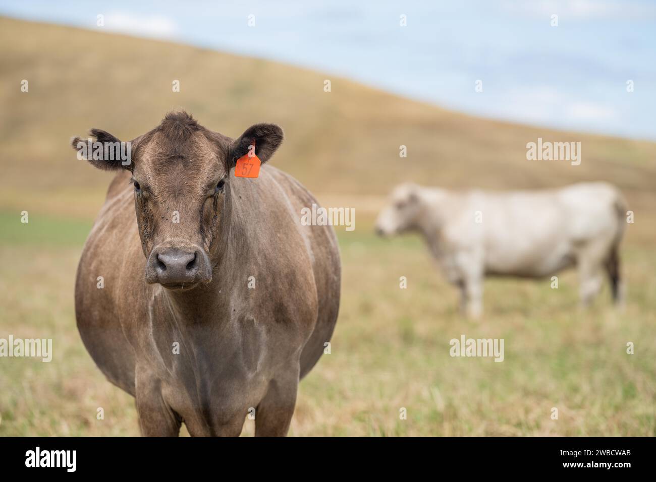 beef meat cow on a farm. herd of cattle Stock Photo - Alamy