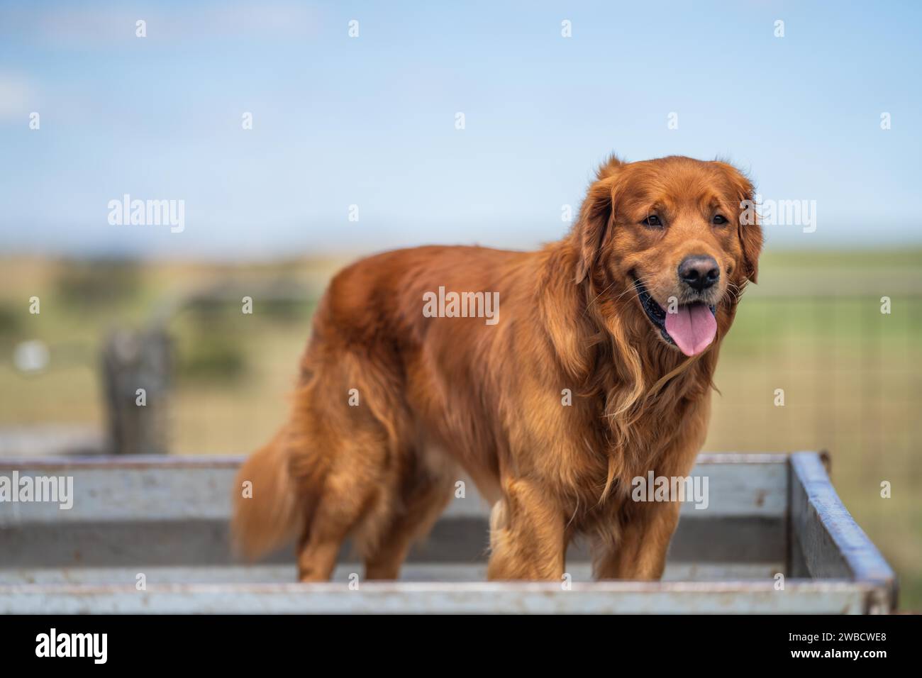dog on ute on farm Stock Photo - Alamy