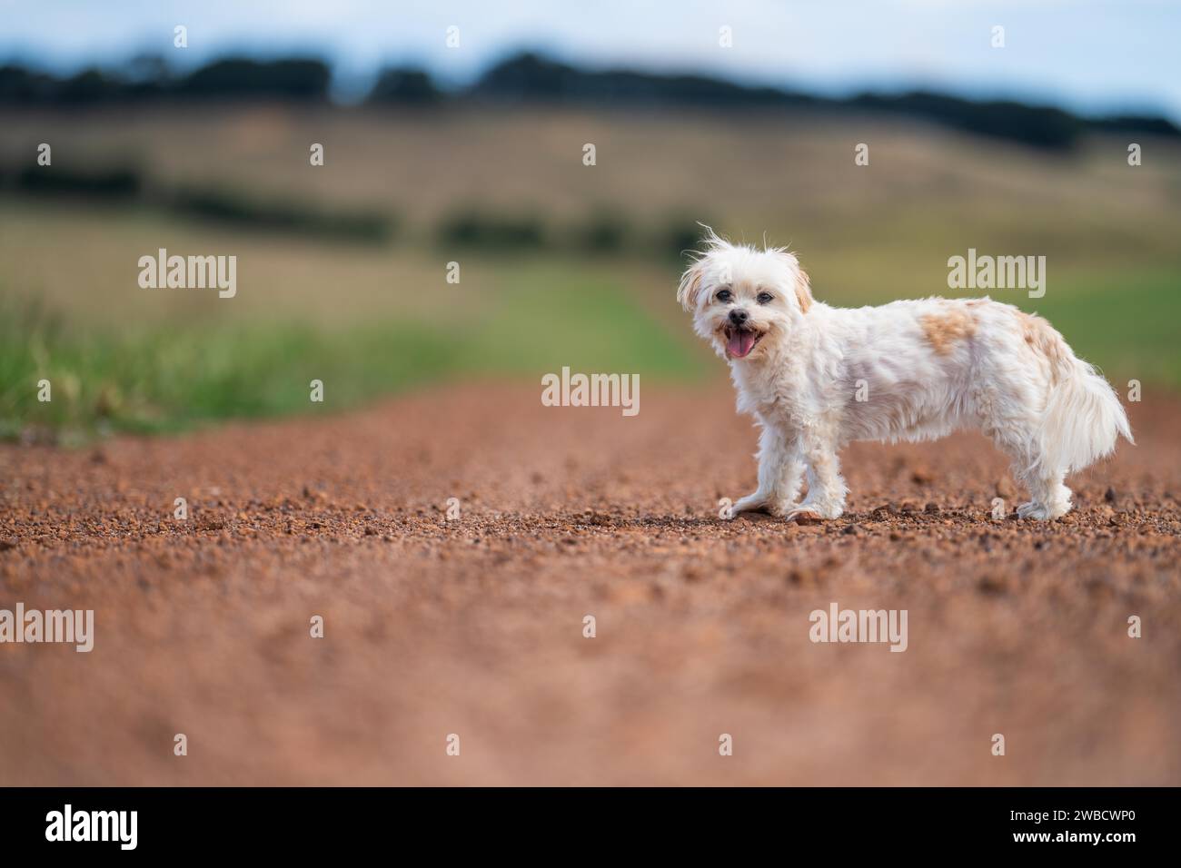 white dog on a farm standing Stock Photo - Alamy