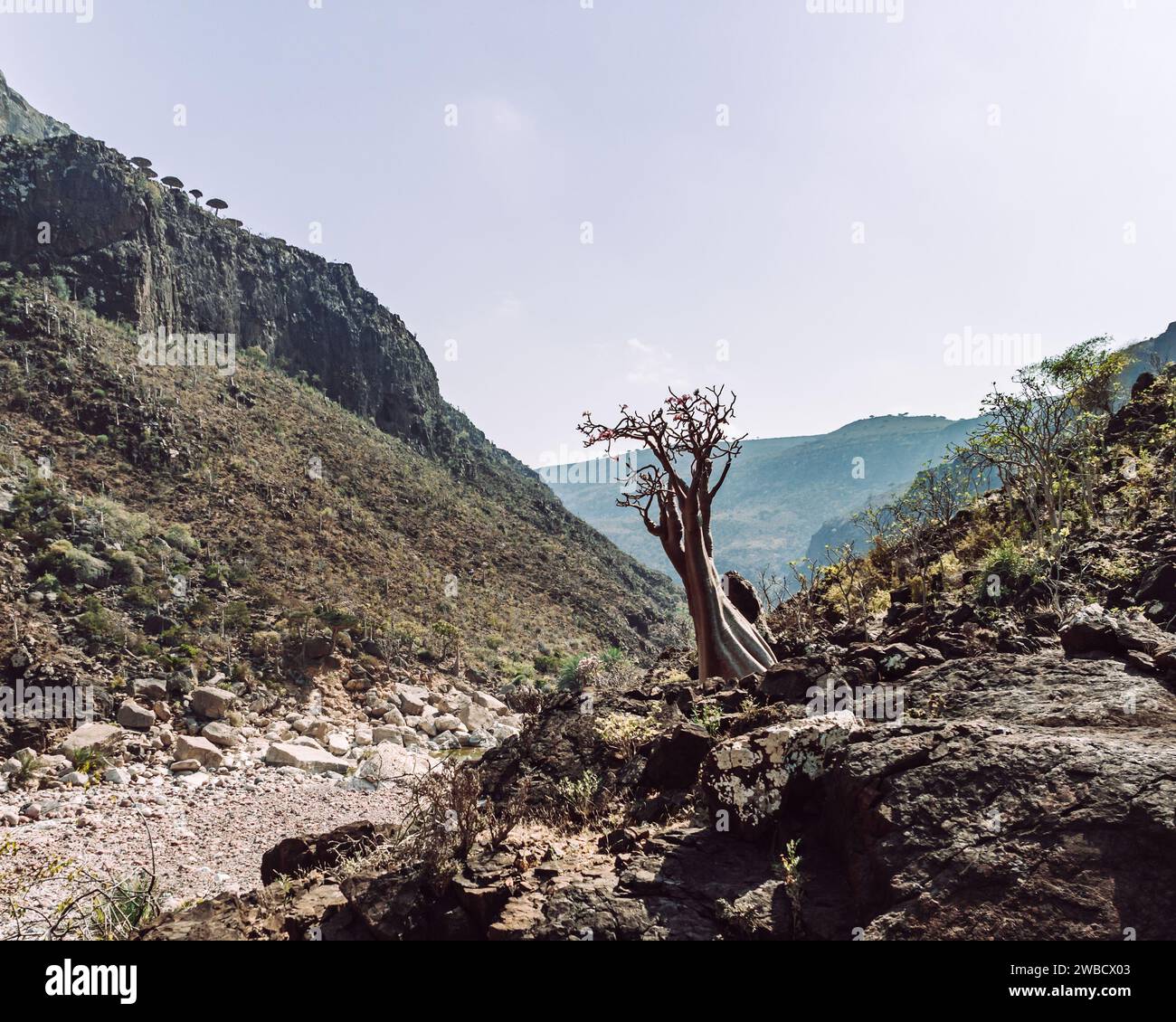 Desert rose tree growing in rocky Wadi Dirhur valley, Socotra, Yemen ...
