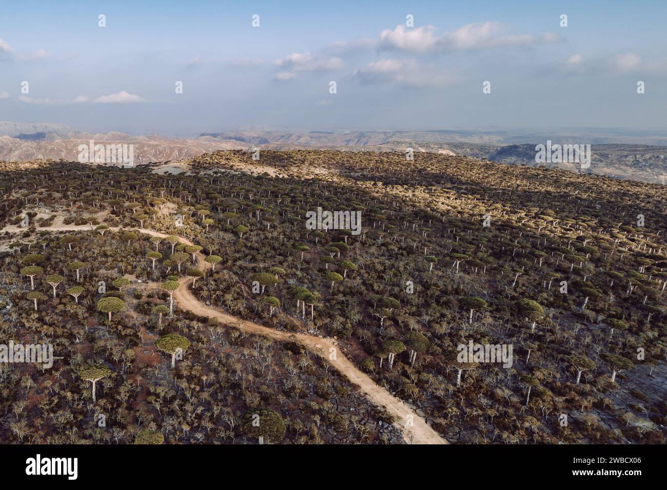 Aerial view of Firmhin Forest with iconic Dragon Blood trees, Socotra ...