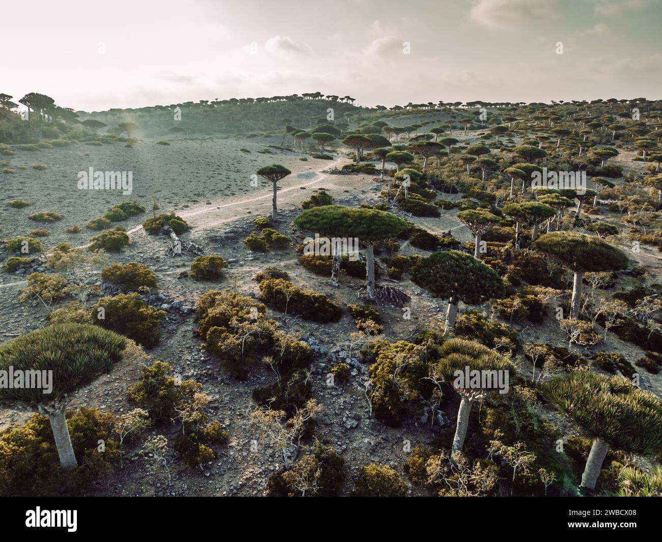 Dragon Blood tree forest in Firmhin, Socotra Island, Yemen at golden ...