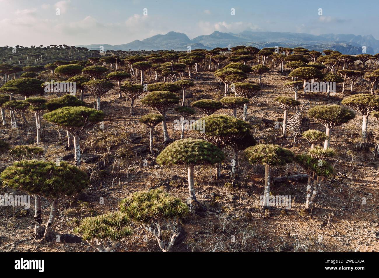 Dragon Blood tree forest in Firmhin, Socotra Island, Yemen at golden ...