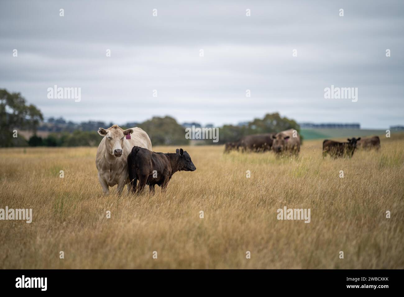 beef meat cow on a farm. herd of cattle Stock Photo - Alamy