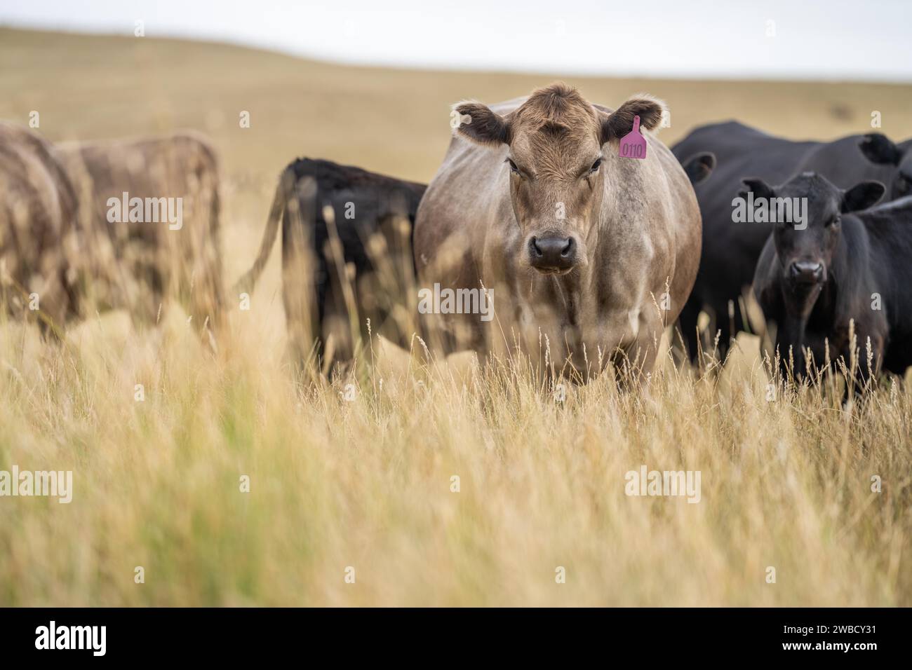 New zealand angus beef cow hi-res stock photography and images - Alamy