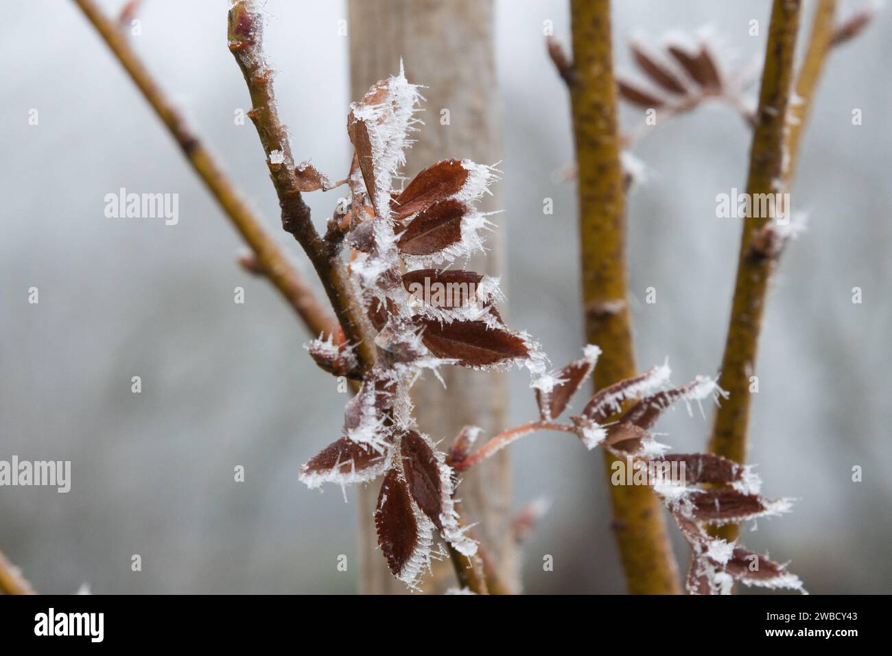 Details of Iced trees and leaves after snow storm Stock Photo - Alamy