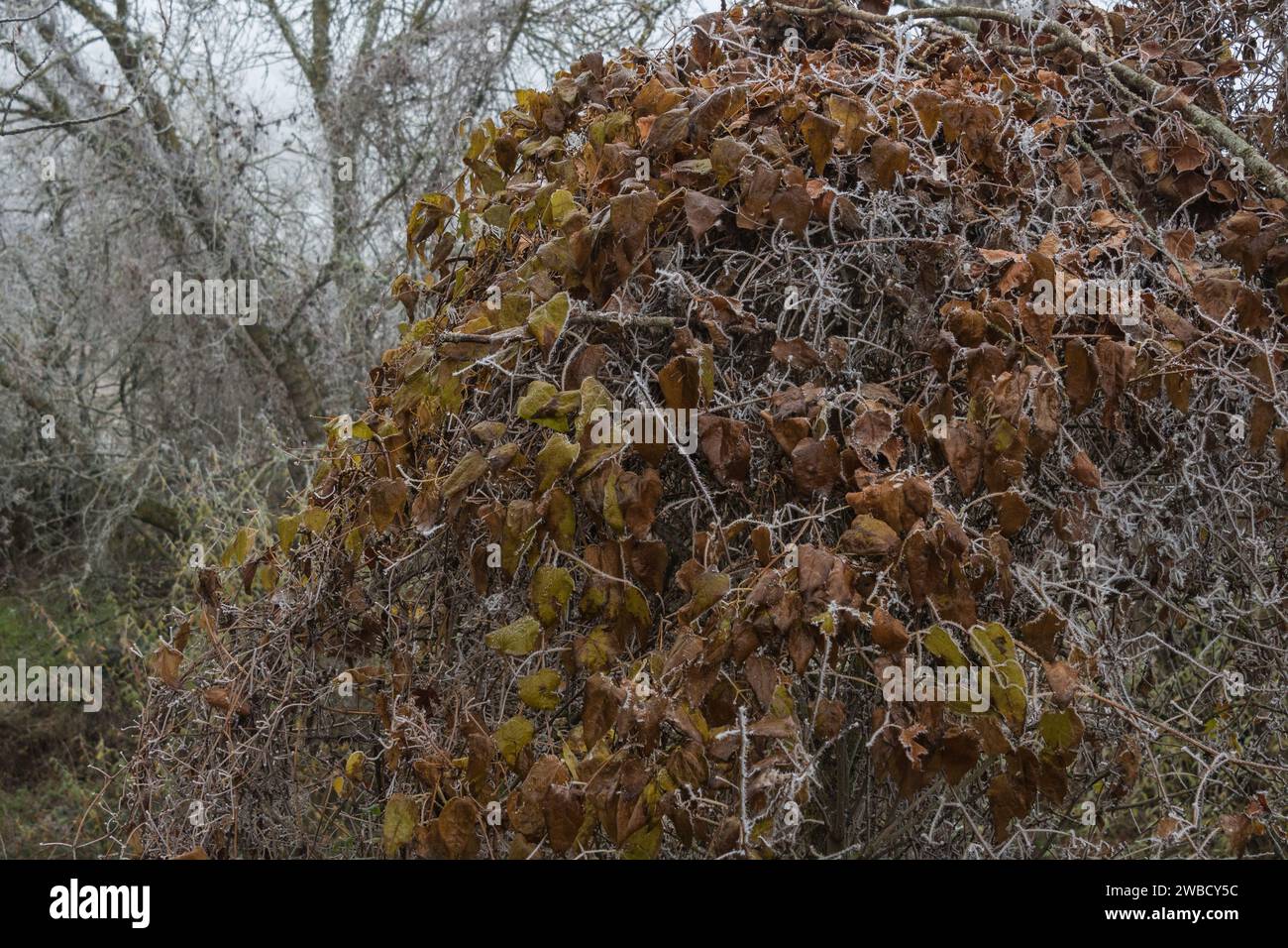 Details of Iced trees and leaves after snow storm Stock Photo - Alamy
