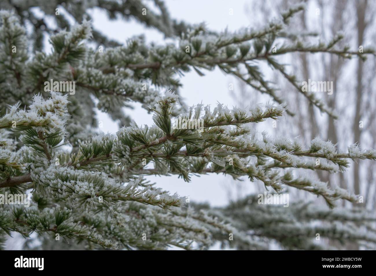 Details of Iced trees and leaves after snow storm Stock Photo - Alamy