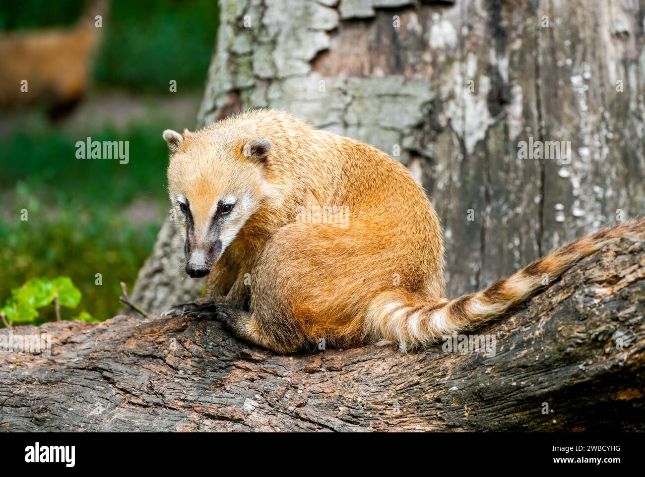 Portrait of a coati. Nasua. Animal close-up Stock Photo - Alamy
