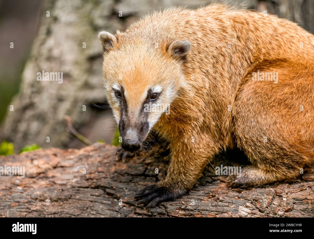Portrait of a coati. Nasua. Animal close-up Stock Photo - Alamy