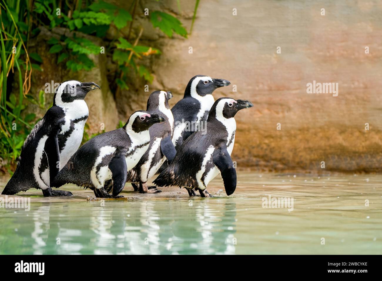 A group of black and white penguins Stock Photo - Alamy