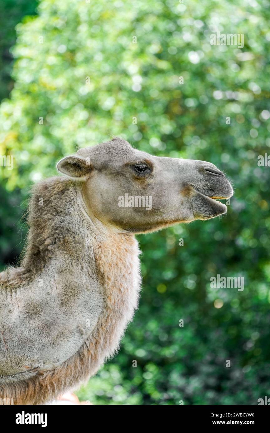 Funny camel face hi-res stock photography and images - Alamy