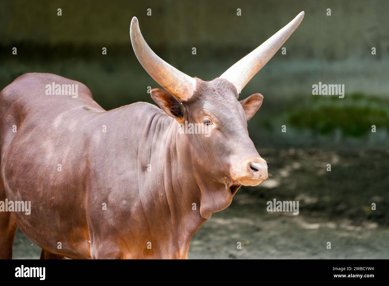 Portrait of a Watussi cattle. Animal with horns close-up. Ankole-Watusi ...
