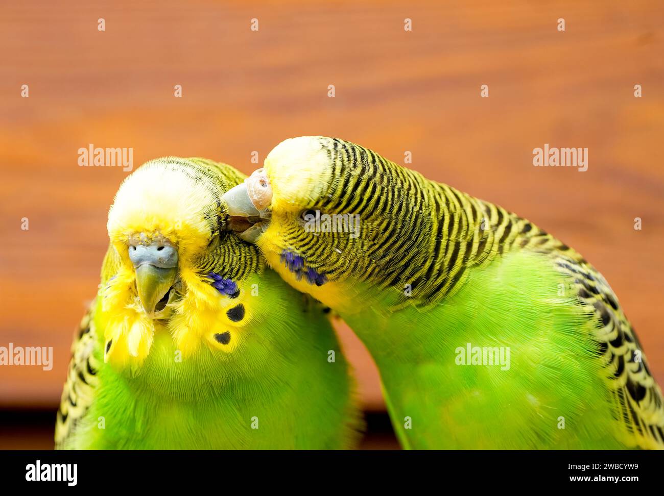 Budgie pair in front of a brown wooden background Stock Photo - Alamy