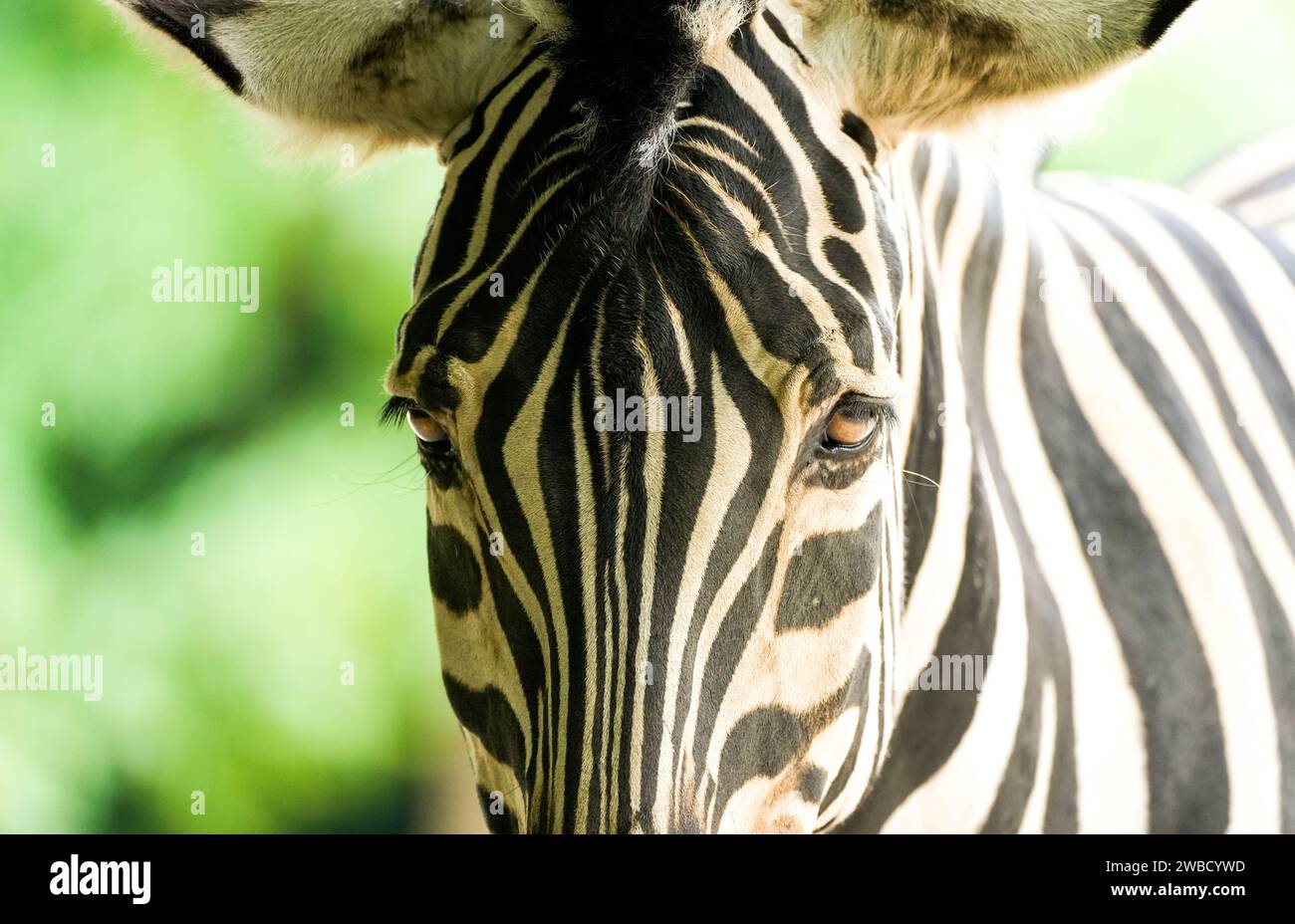 Portrait of a zebra. Animal in close-up. Hippotigris Stock Photo - Alamy