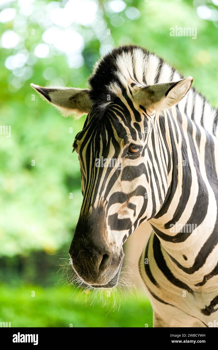 Portrait of a zebra. Animal in close-up. Hippotigris Stock Photo - Alamy