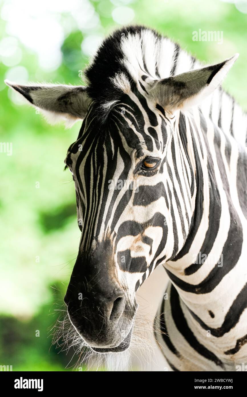 Portrait of a zebra. Animal in close-up. Hippotigris Stock Photo - Alamy