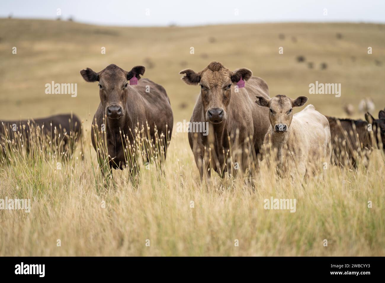 beef meat cow on a farm. herd of cattle Stock Photo - Alamy