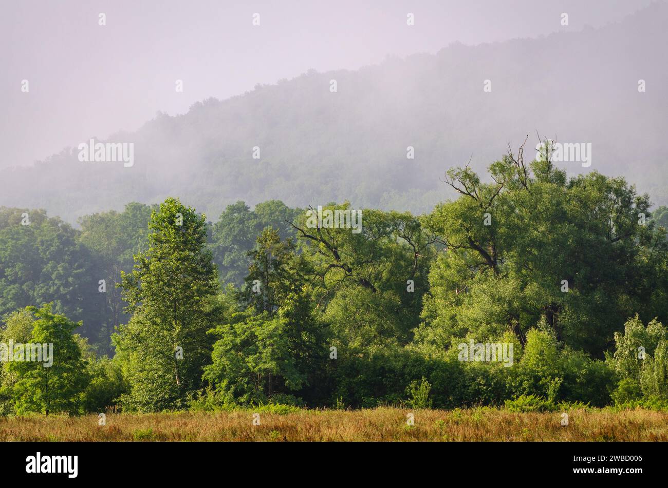 Forest Overlook at Sugar Grove, Pennsylvania, USA Stock Photo - Alamy