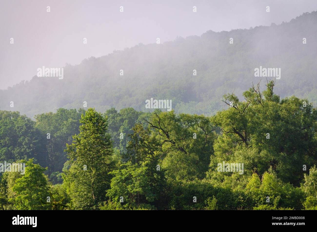 Forest Overlook at Sugar Grove, Pennsylvania, USA Stock Photo - Alamy
