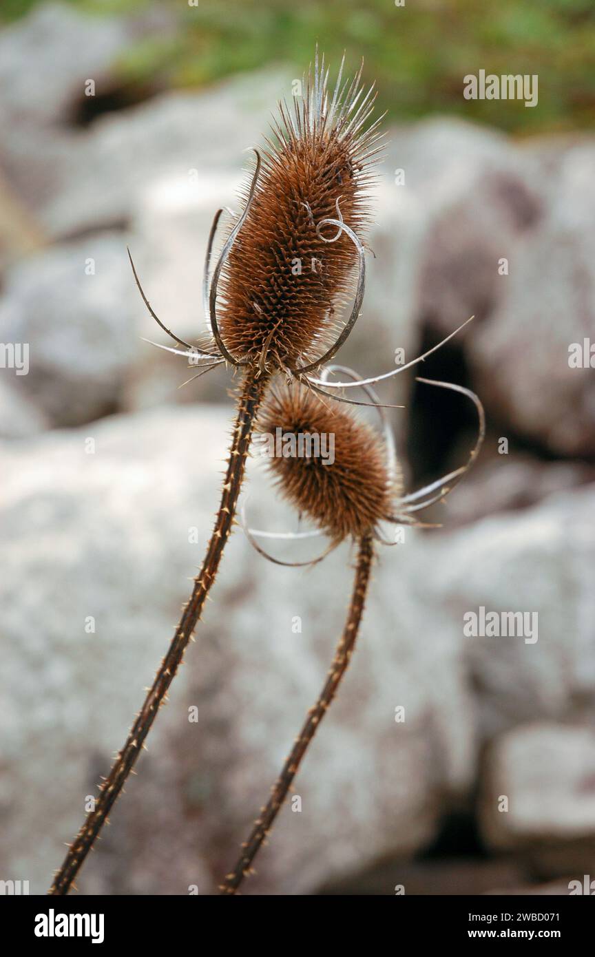 A Close Up Texture of Autumn Dead Plant Stems Stock Photo - Alamy
