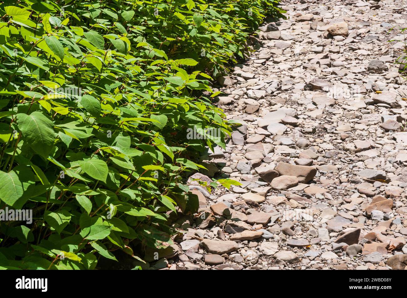 Some Smooth Stones on a Creek Bed Stock Photo - Alamy