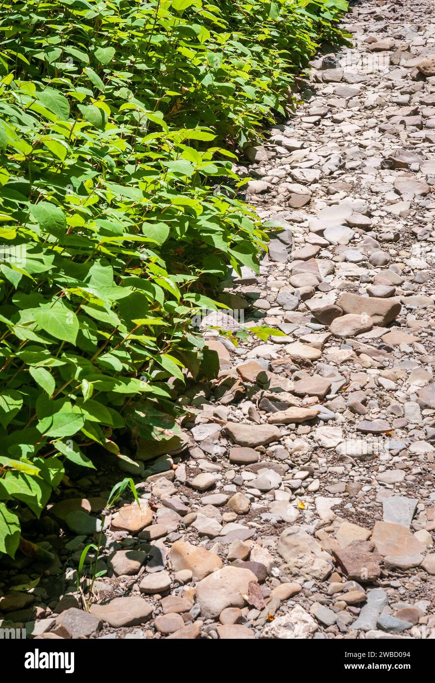 Some Smooth Stones on a Creek Bed Stock Photo - Alamy