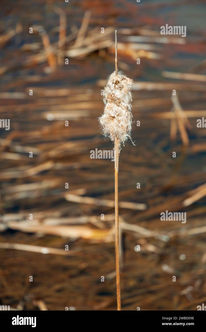 A Close Up Texture of Autumn Dead Plant Stems Stock Photo - Alamy