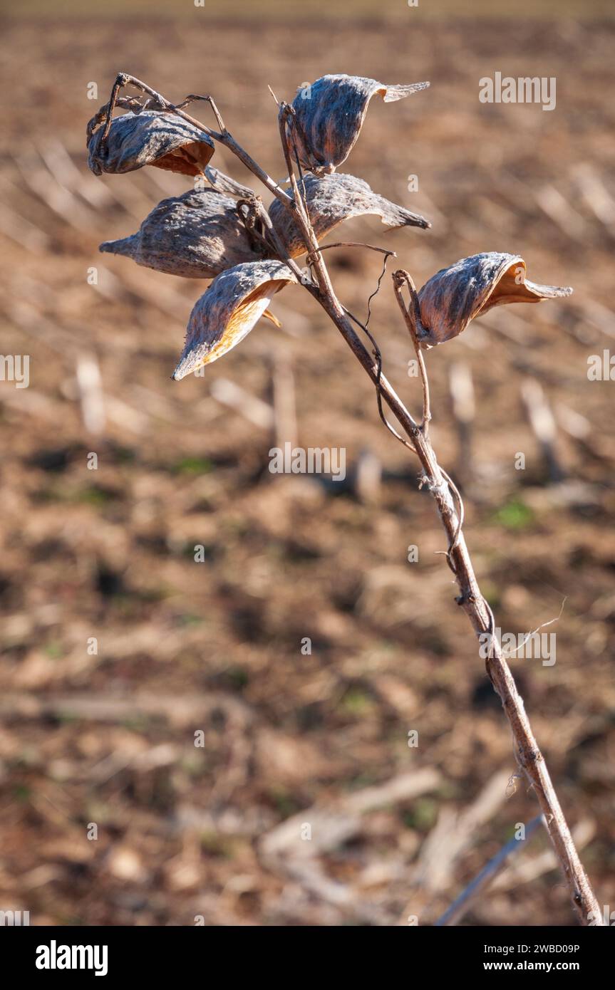A Close Up Texture of Autumn Dead Plant Stems Stock Photo - Alamy
