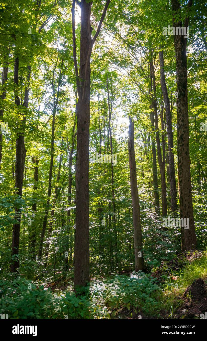 Forest Overlook at Sugar Grove, Pennsylvania, USA Stock Photo - Alamy