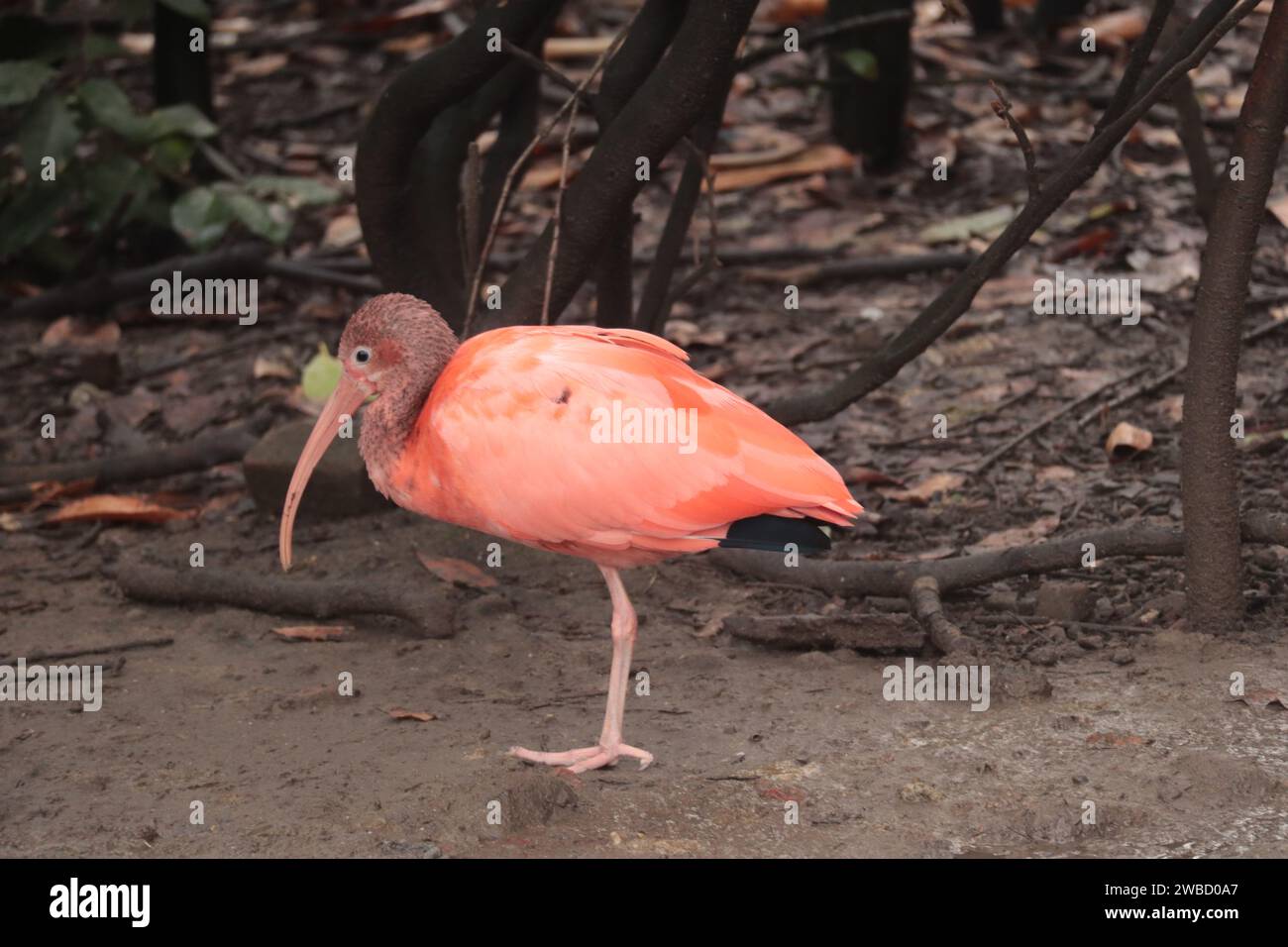 Scarlet Ibis - Eudocimus ruber, beautiful red bird Stock Photo - Alamy
