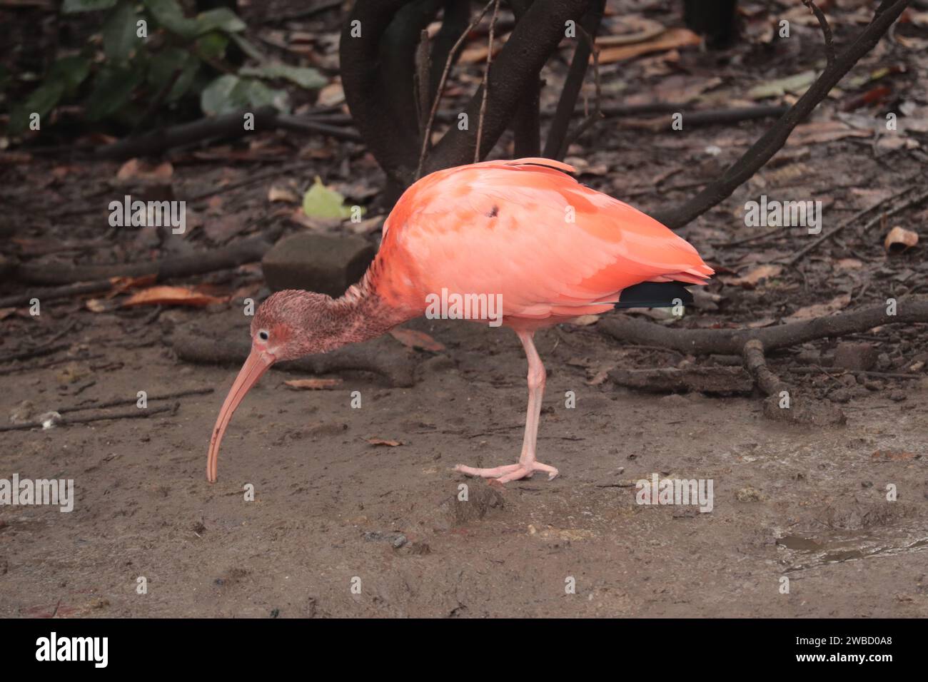 Scarlet Ibis - Eudocimus ruber, beautiful red bird Stock Photo - Alamy