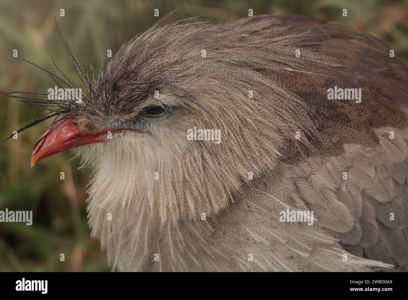 Crested Cariama, red-legged seriema (Cariama cristata) bird, close up ...