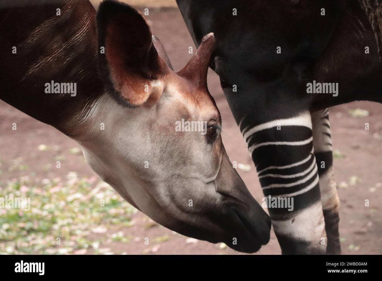 Donkey mare and foal hi-res stock photography and images - Alamy