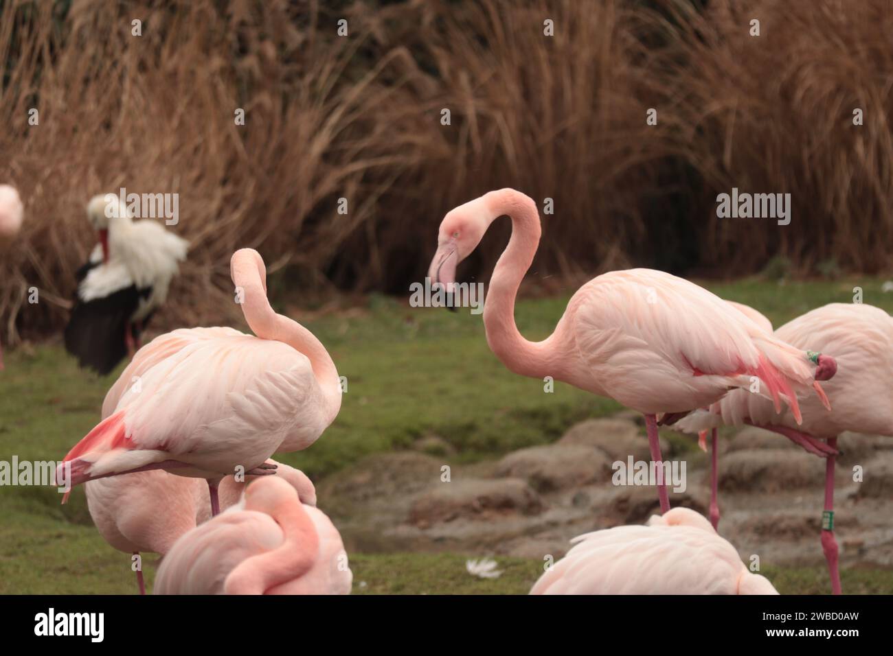 group of american pink flamingo birds, type of wading bird in the ...