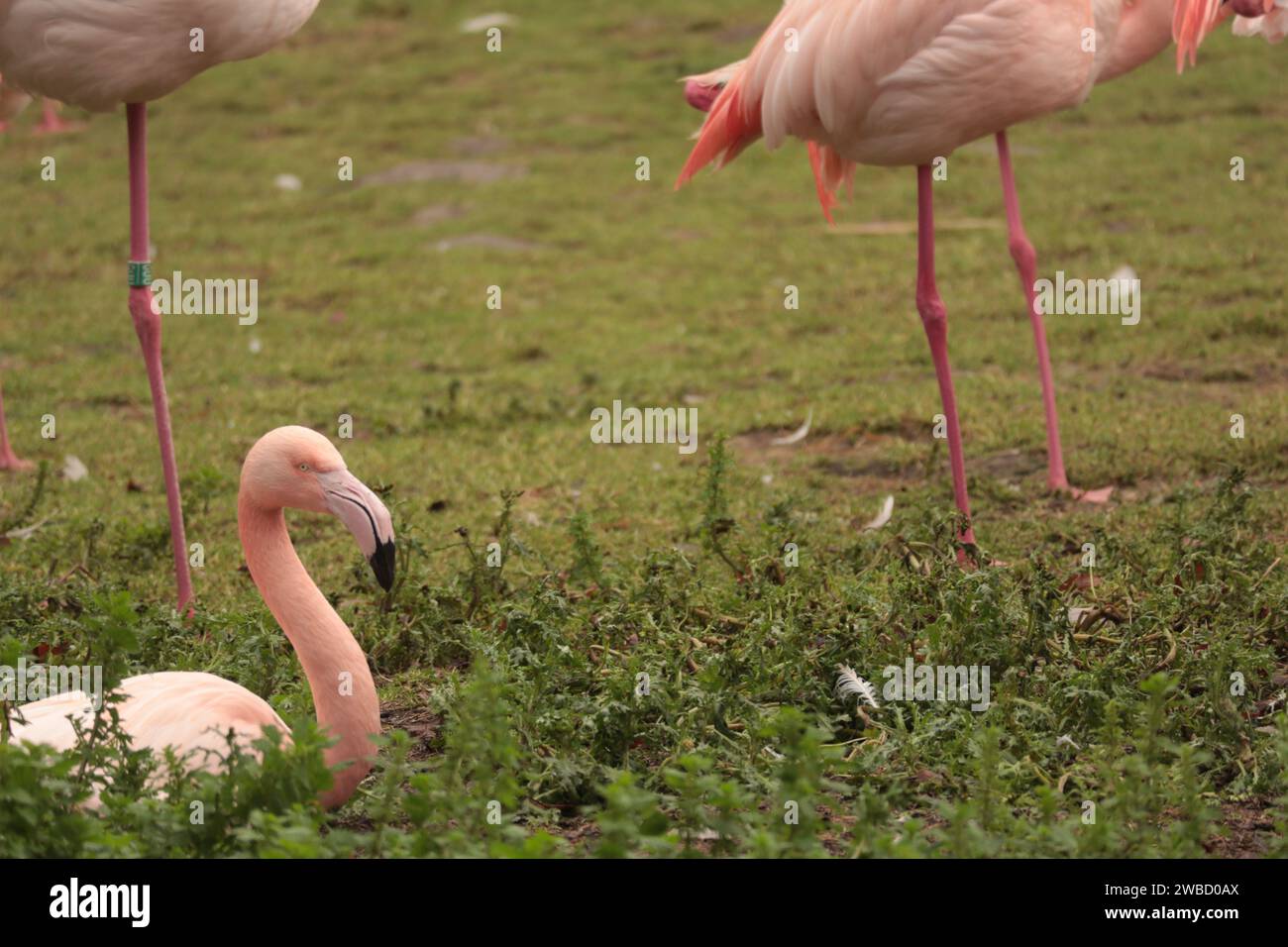 Phoenicopteridae family hi-res stock photography and images - Alamy