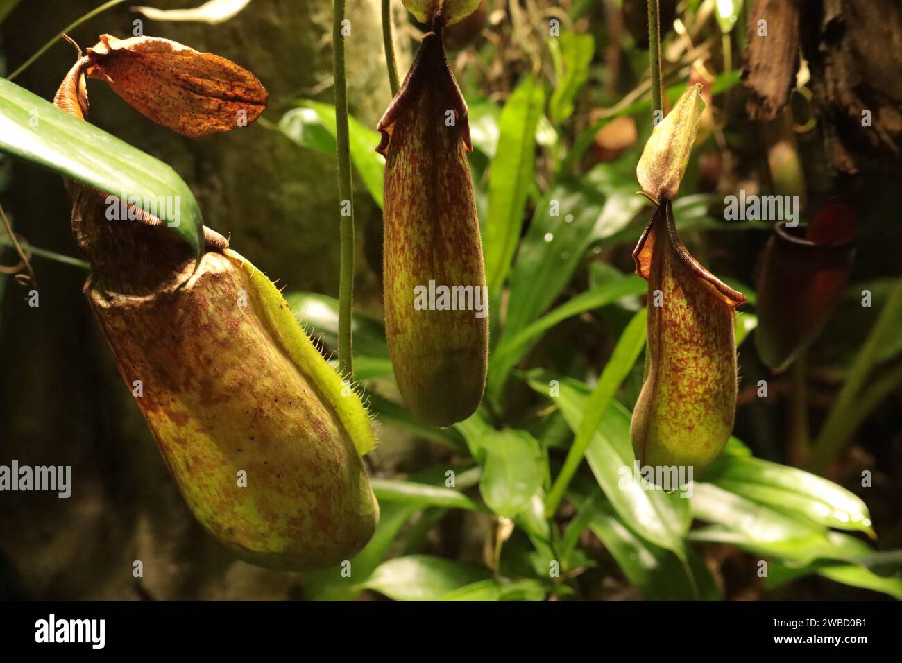 Carnivorous plant family tree hi-res stock photography and images - Alamy
