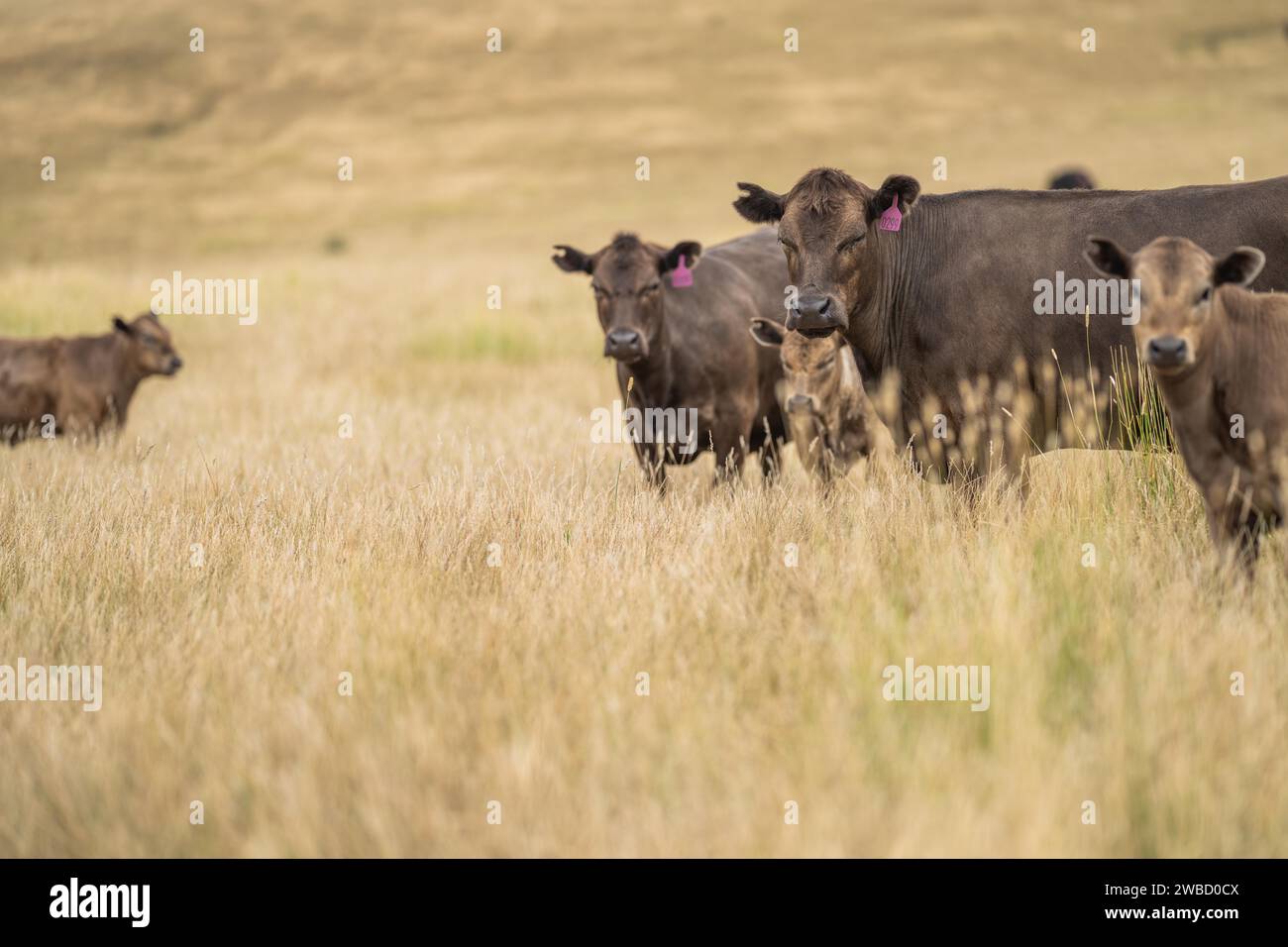New zealand angus beef cow hi-res stock photography and images - Alamy