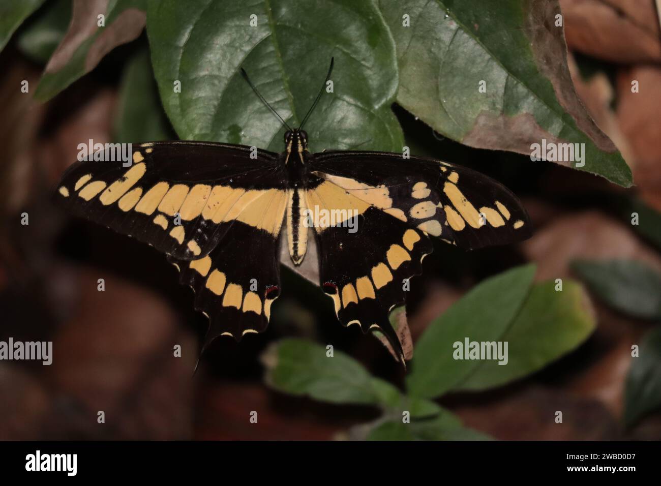 Tropical butterfly, owl butterfly (Caligo eurilochus Stock Photo - Alamy