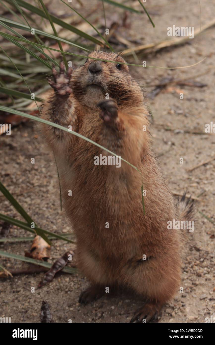 The spermophilus citellus gopher, ground squirrel, cute Brown animal ...