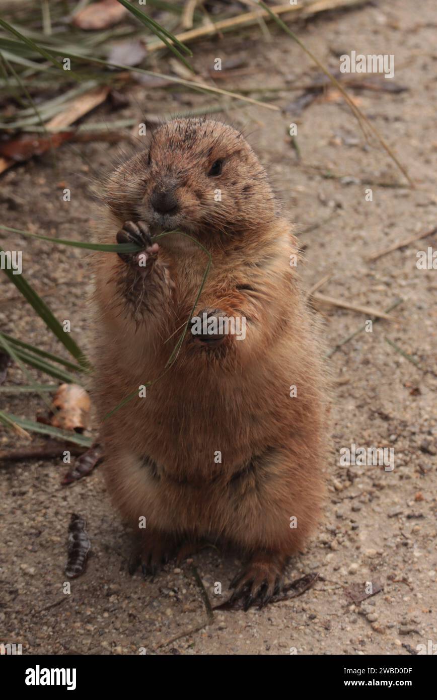 The spermophilus citellus gopher, ground squirrel, cute Brown animal ...