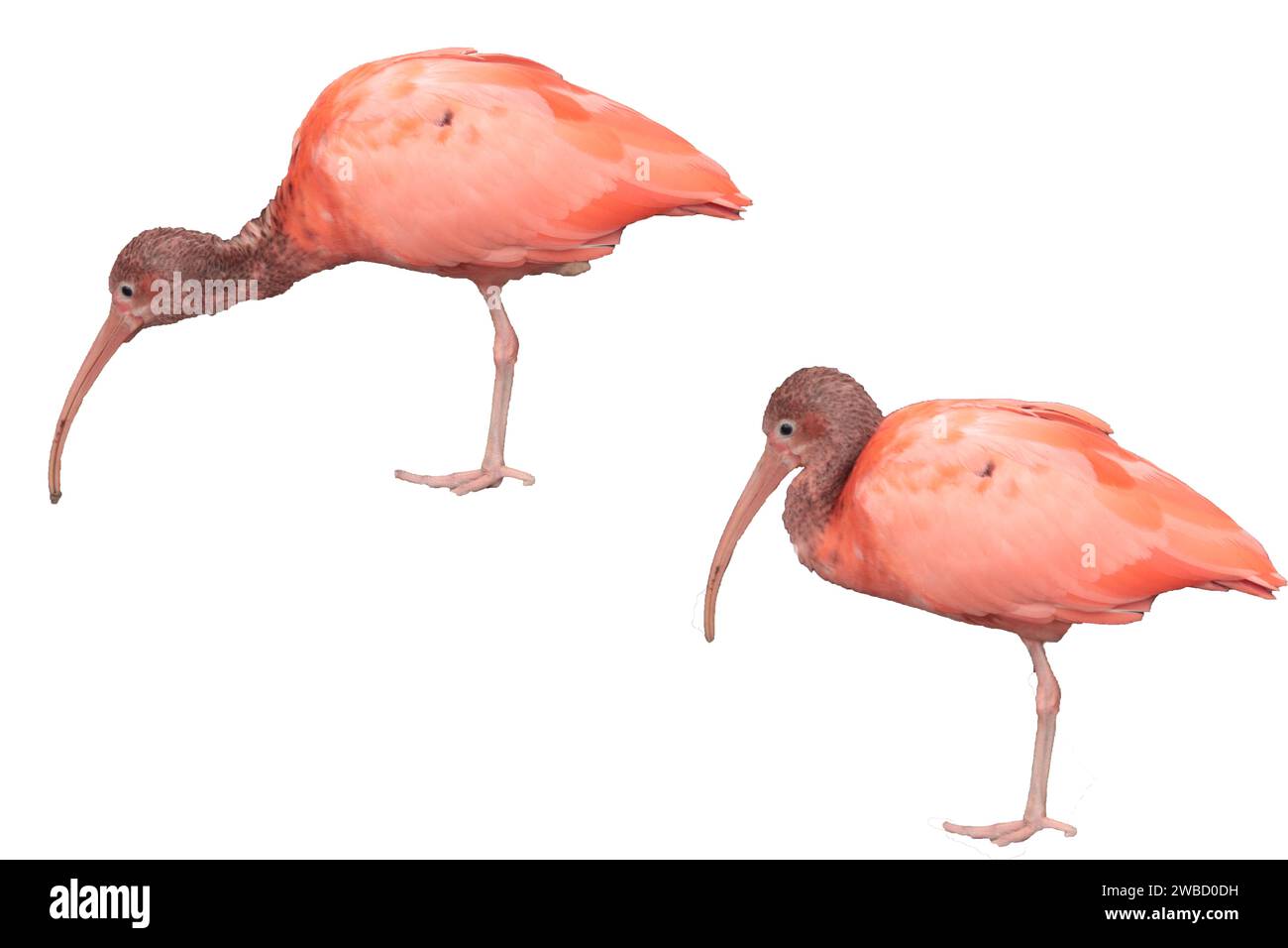 Green ibis Cut Out Stock Images & Pictures - Alamy