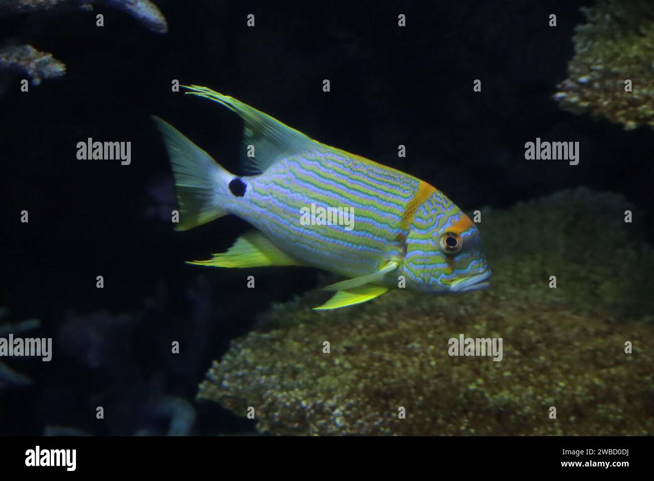 Blue fish point hi-res stock photography and images - Alamy