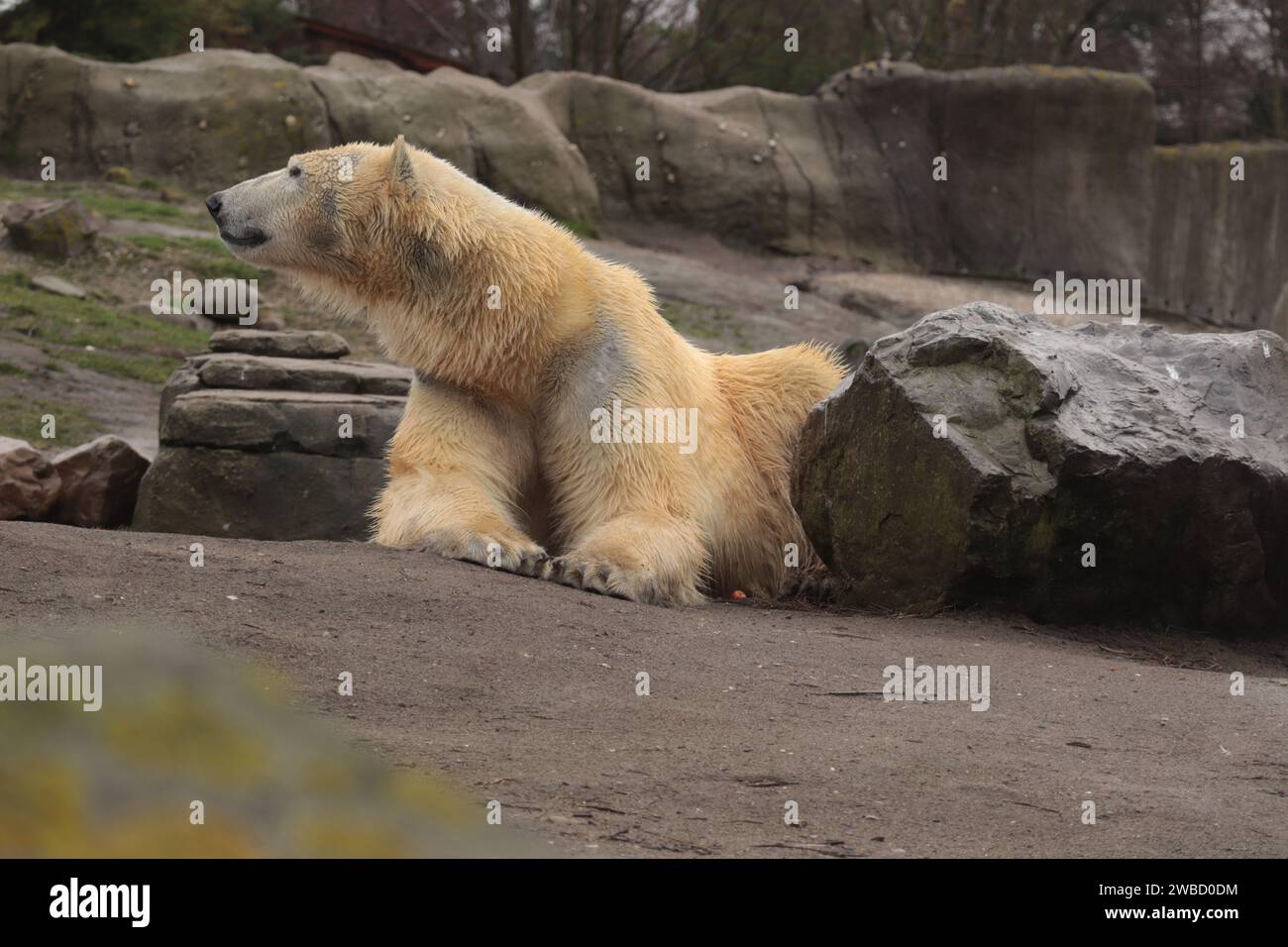 polar bear (Ursus maritimus), hypercarnivorous bear, stay on the rock ...