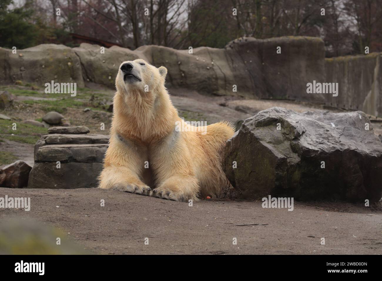 polar bear (Ursus maritimus), hypercarnivorous bear, stay on the rock ...