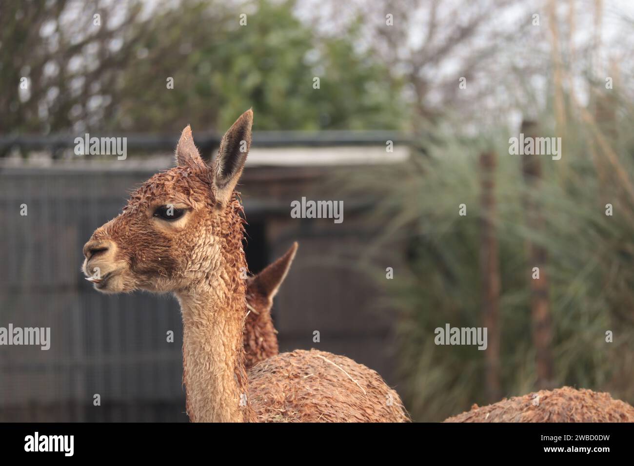 African lama hi-res stock photography and images - Alamy