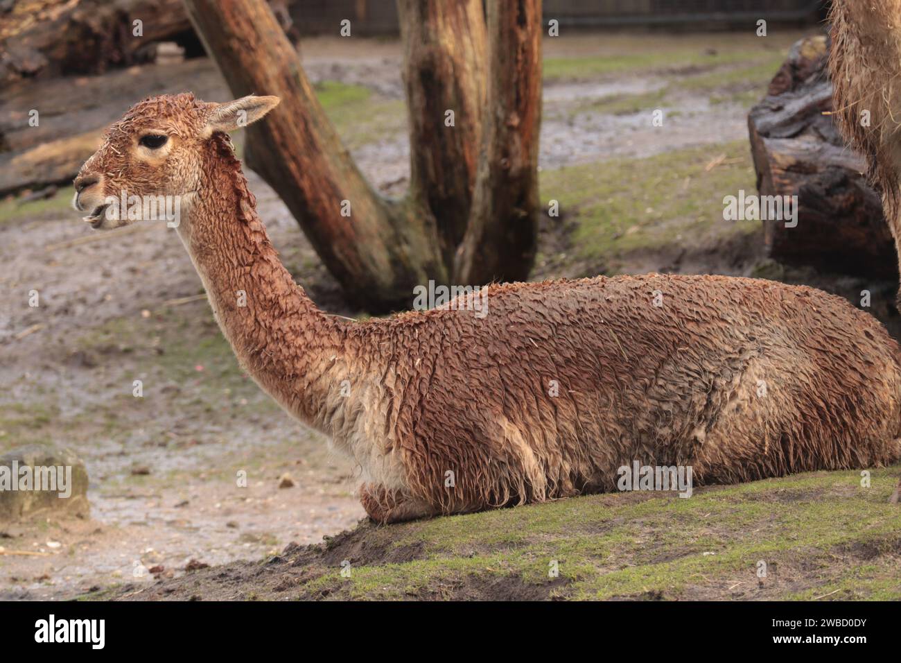 Vicugna (Lama Glama), stay on the ground and looking around Stock Photo ...