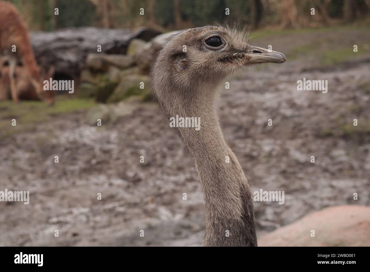 portrait close up shoot of ostrich, Struthionidae Stock Photo - Alamy
