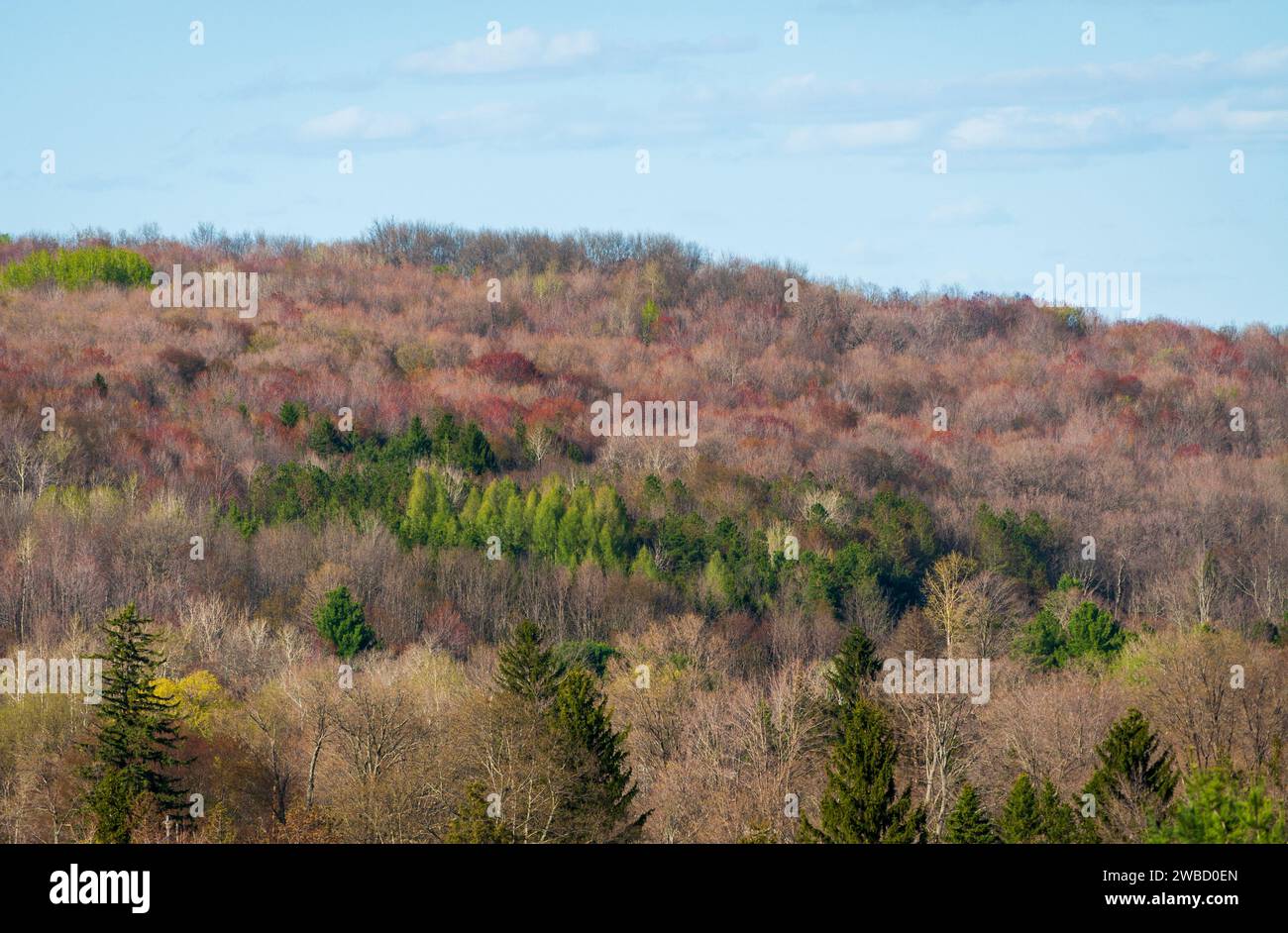 Forest Overlook at Sugar Grove, Pennsylvania, USA Stock Photo - Alamy